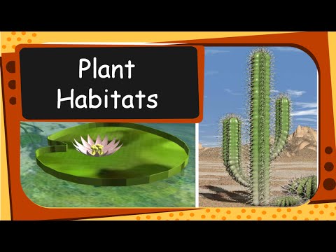Adaptation Of Plants In Different Habitats - Your Learning Point