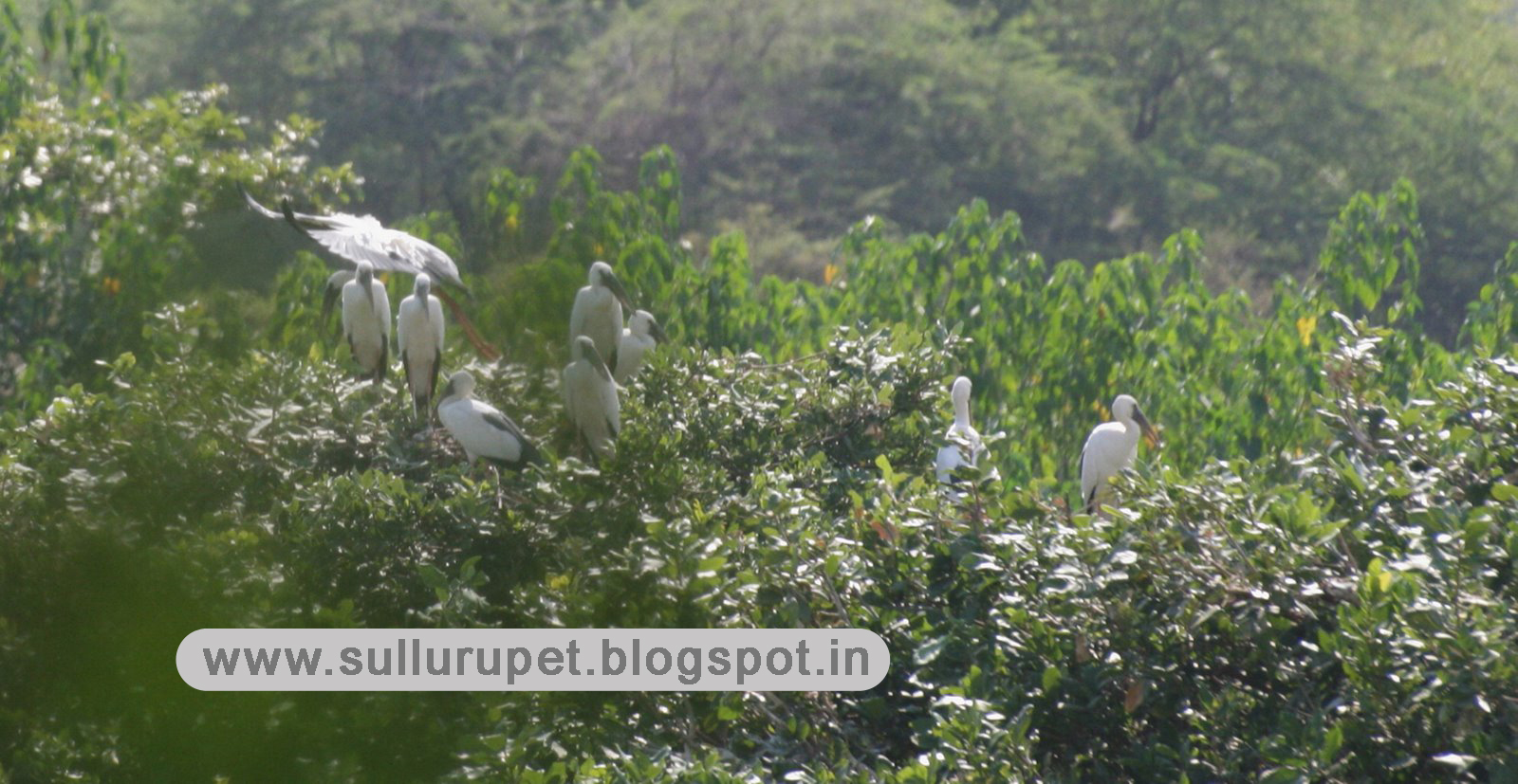 Nelapattu Bird Sanctuary Sullurpeta,Nellore Dist,A.P - www.Sullurupet.com