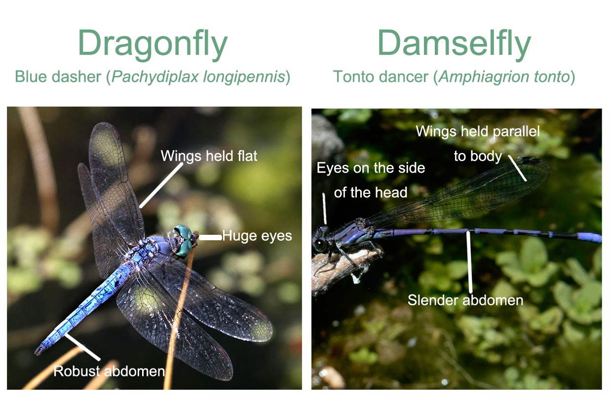 Tejon Ranch Conservancy Blog: WILDLIFE WEDNESDAY: DRAGONFLIES AND ...
