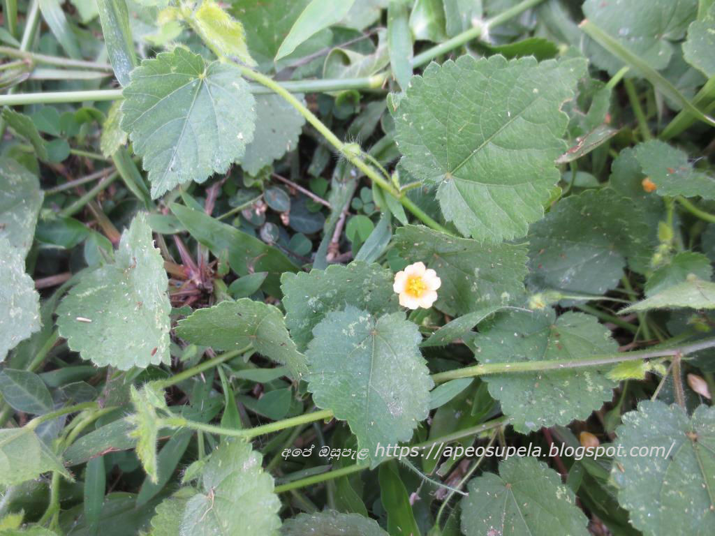 වැල් බැබිල [Wel Bebila] (Sida cordata) ~ අපේ ඔසුපැළ Medicinal Plants of ...