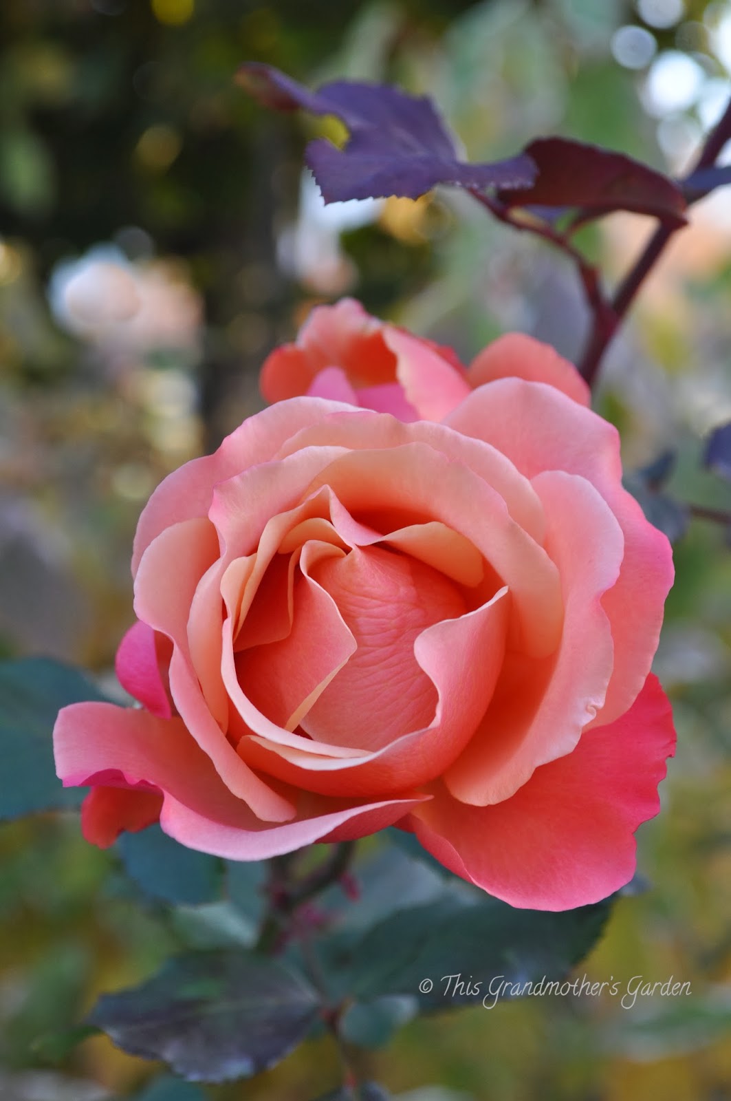 This Grandmother's Garden: Tis the Last Rose of Autumn...
