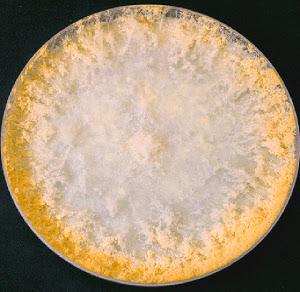 jamur oncom ( MONILIA SITOPHILA ) | Nita Prabawati Kennedy