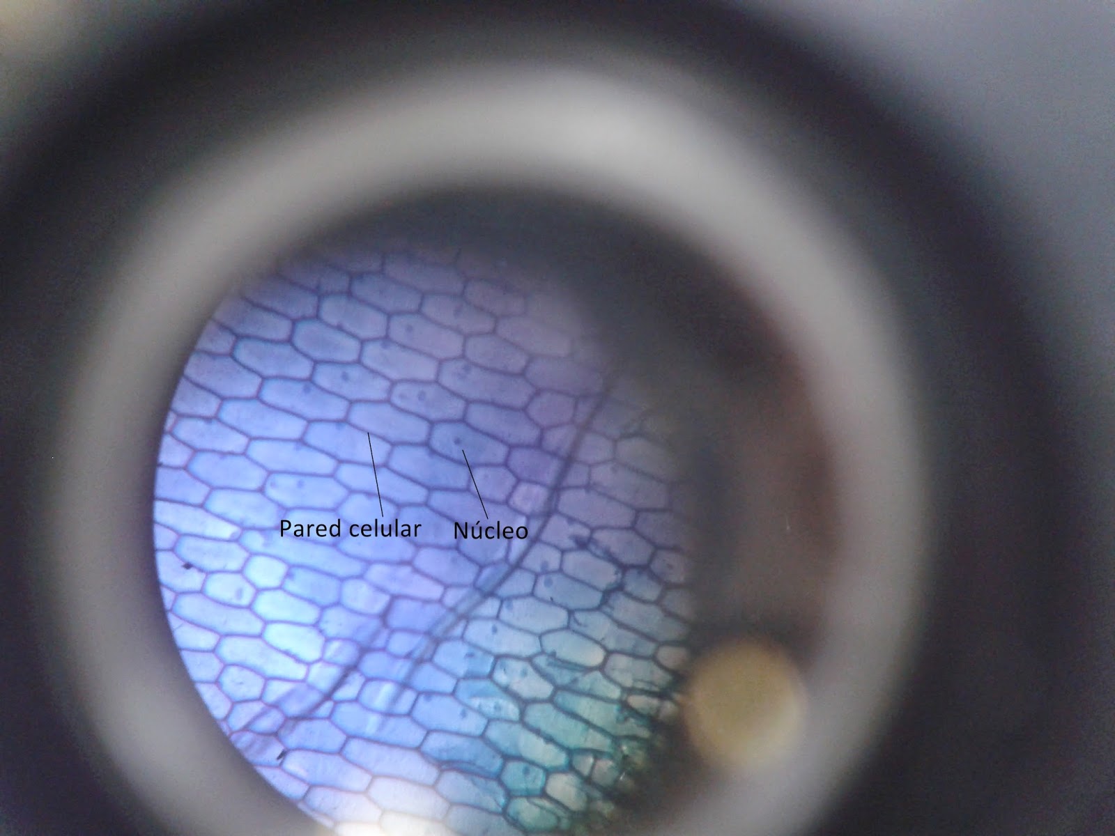 practicas con microscopio