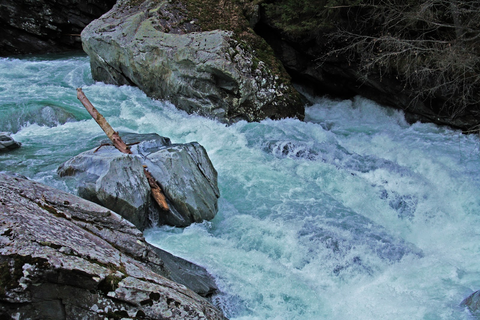 My vertical world : Magic Wood