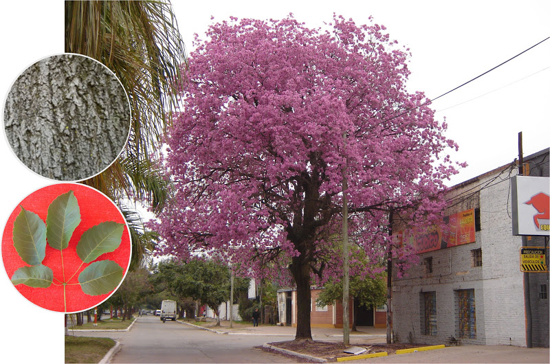 v e r d e c h a c o: Lapacho