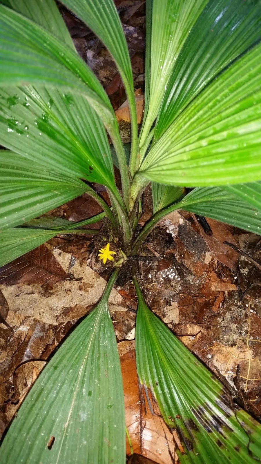 Warisan Petani: Pokok Lemba.