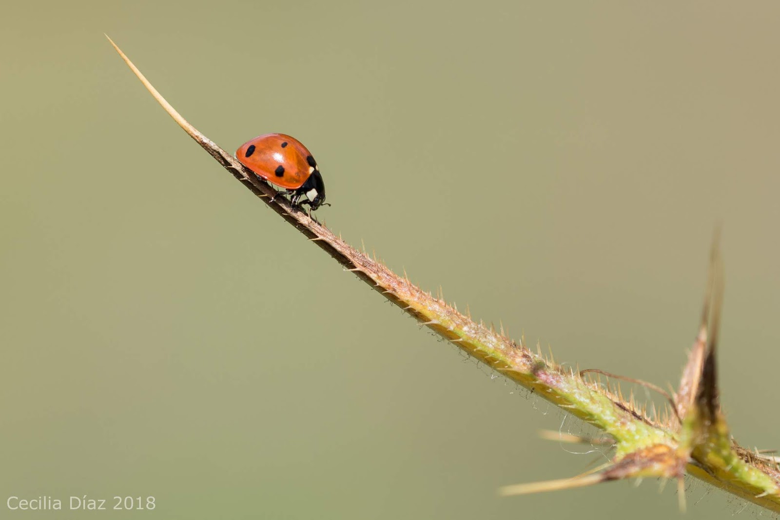 Taller de iniciación a la fotografía de insectos en la naturaleza