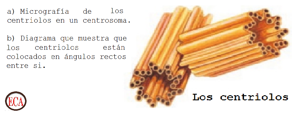 BIOLOGÍA nivel enseñanza media : CENTROSOMA