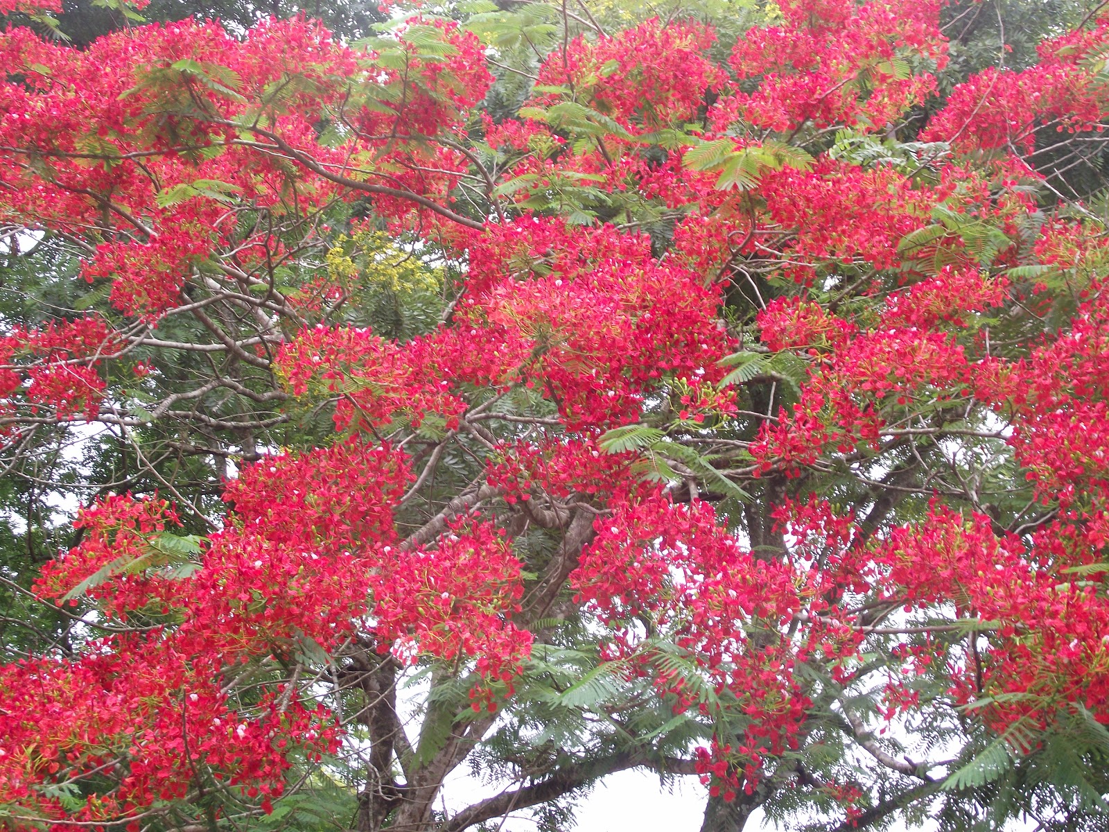 " Amar la Naturaleza Para Mantener La Vida": El Flamboyan Rojo es uno ...