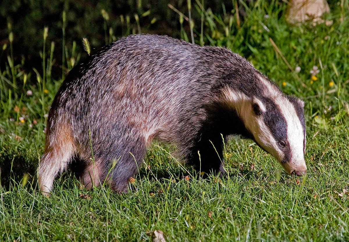 MEDIO NATURAL UN ESPACIO COMPARTIDO: Fauna del Montgó. Mamíferos y ...