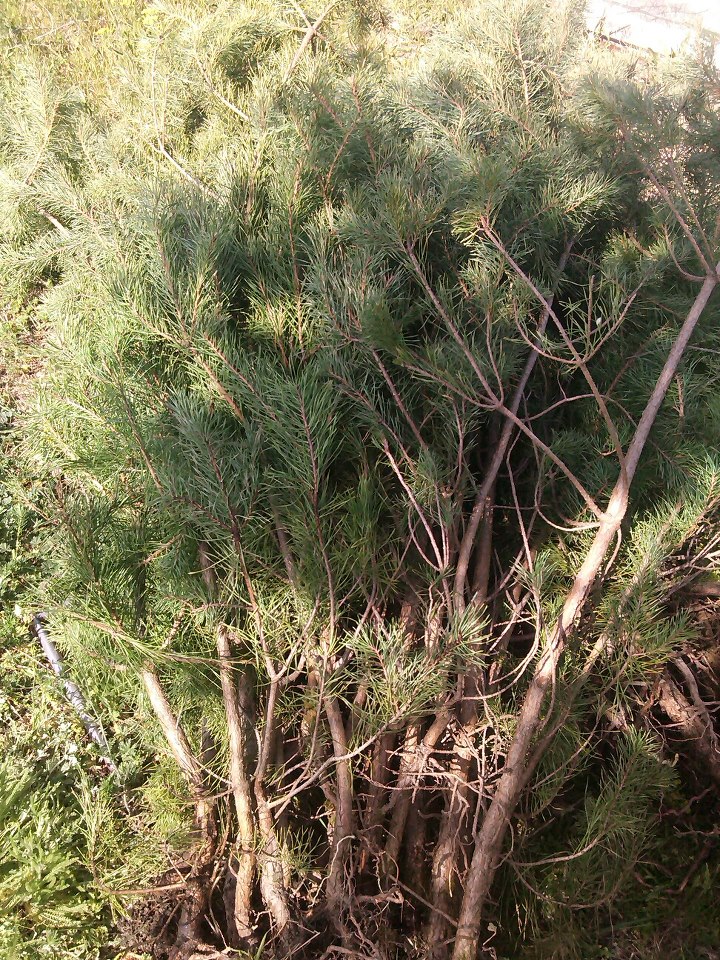 Asociatia Protejarea Mediului Inconjurator Prahova: Campania De ...