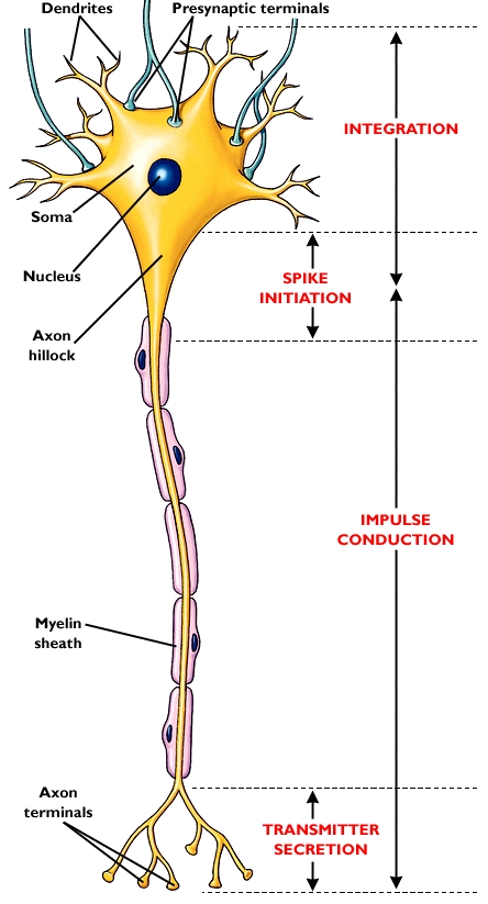 Michelle's Biology (:: 2.82 Communication
