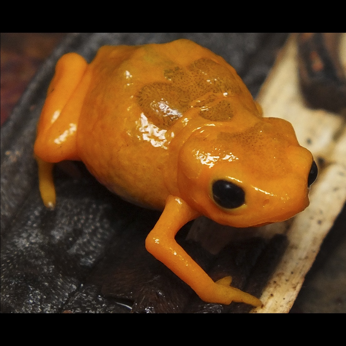 Species New to Science: [Herpetology • 2017] Brachycephalus darkside ...