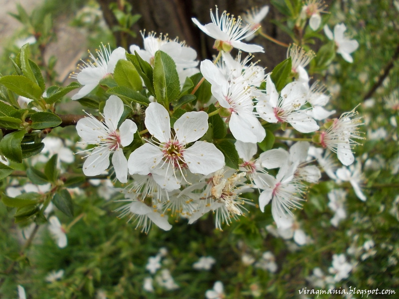 Vérszilva és vadszilvafa virág