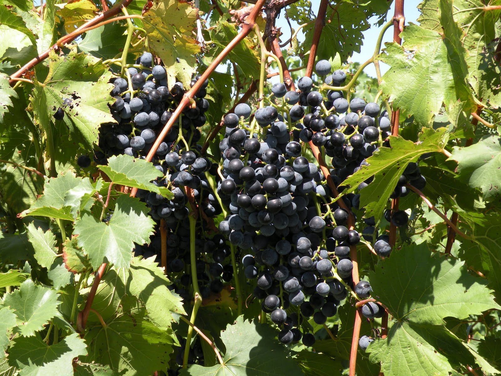 Missouri Beginning Farming: Grape Production Workshop