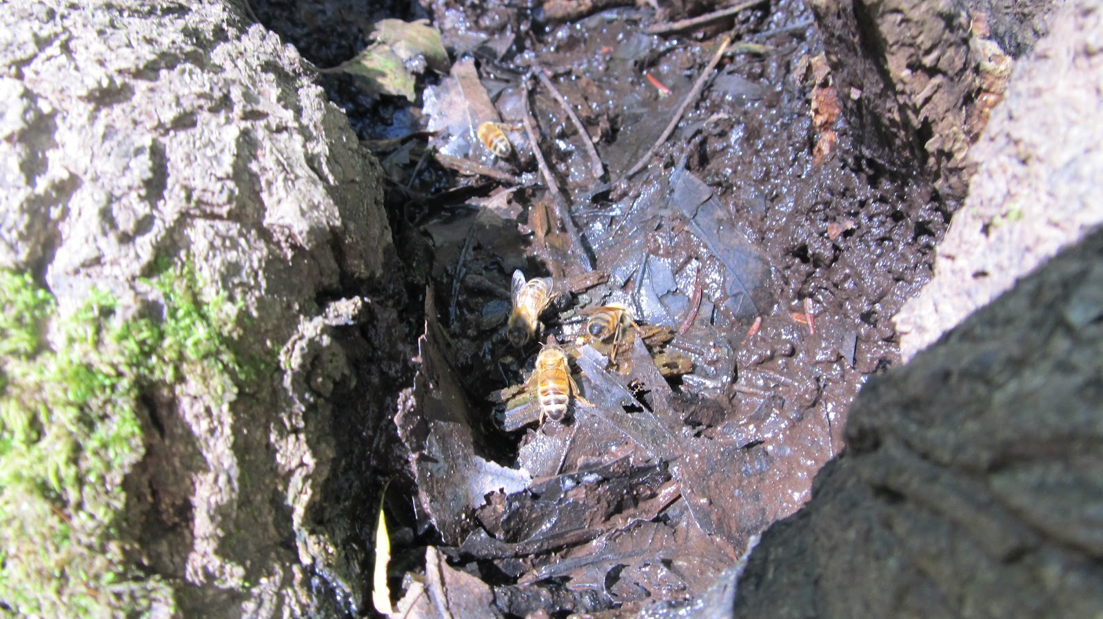 Coon Hollow Farm: Honeybees making Propolis...amazing!