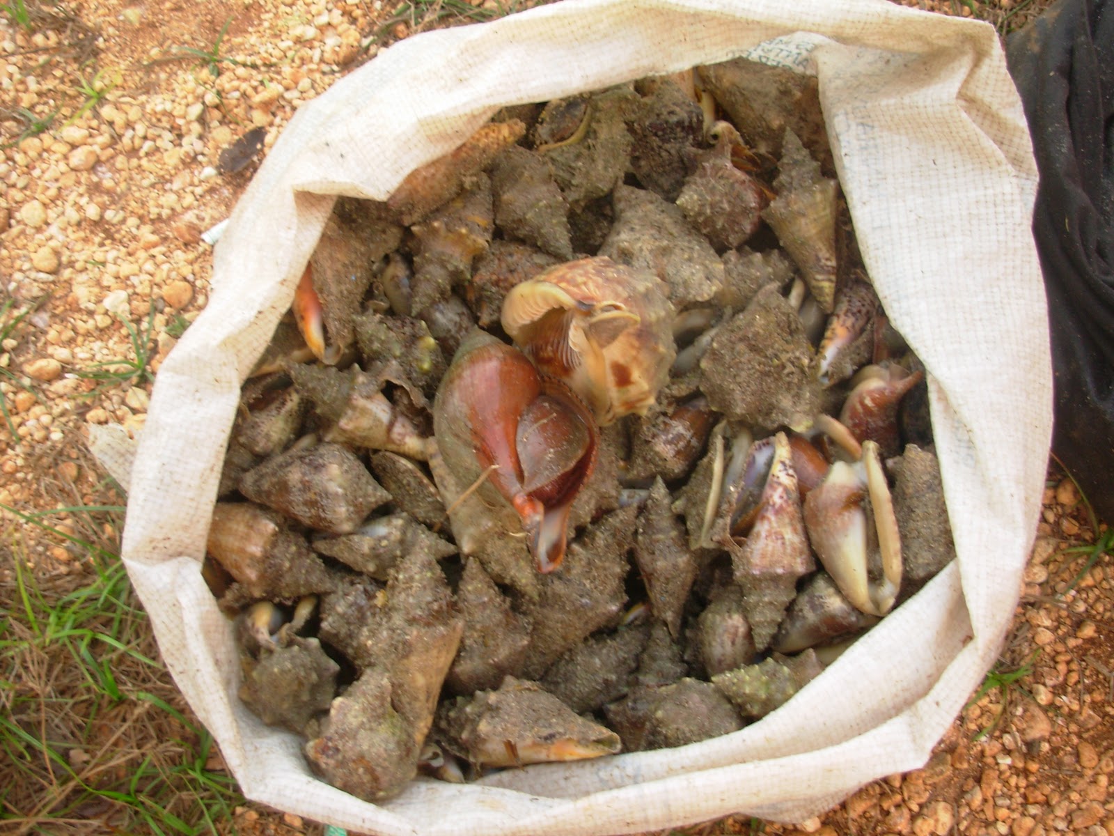 Deacon's Diary: "Lambi" anyone?