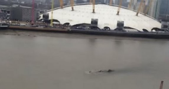 Beasts of Britain: TAMSIN, THE RIVER THAMES MONSTER