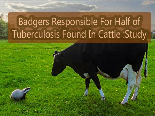 Garden and Farms: Badgers Responsible For Half Of Tuberculosis Found In ...