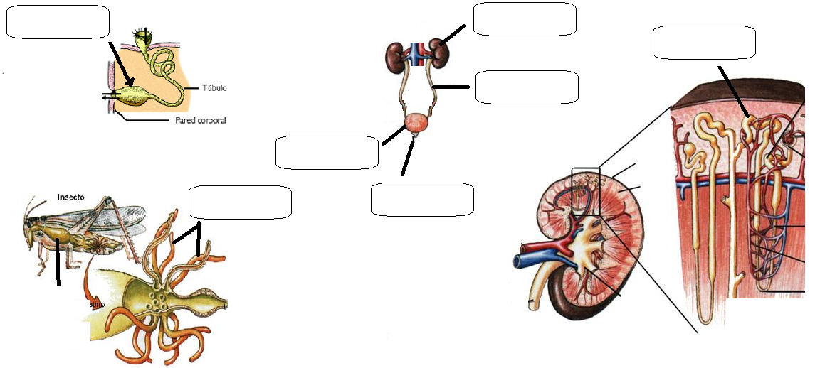 Bafa Biología: Para seguir trabajando con las fotocopias