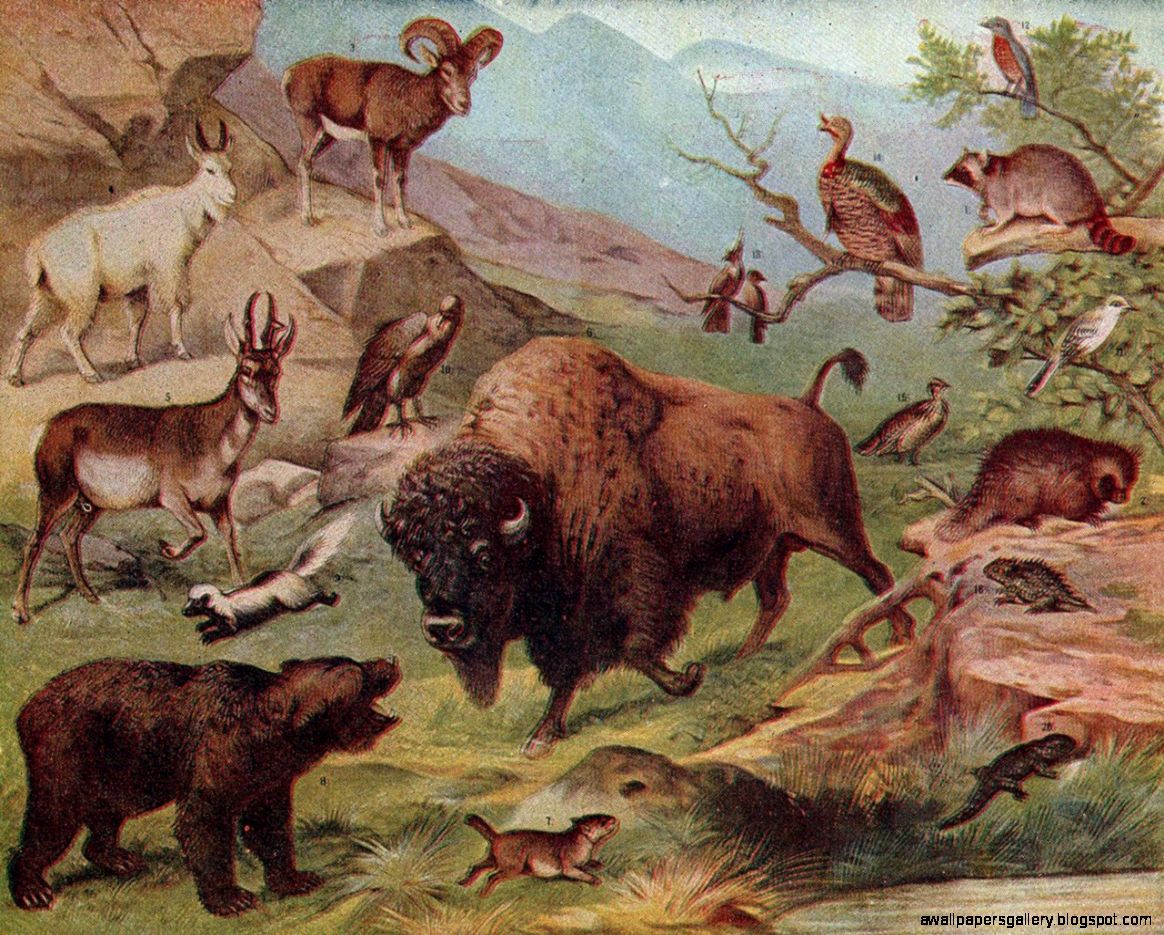 North American Prairie Animals | Wallpapers Gallery