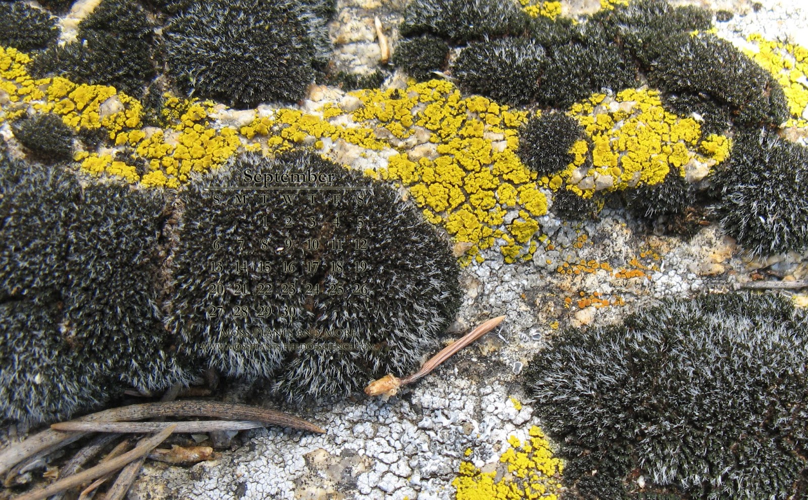 Moss Plants and More