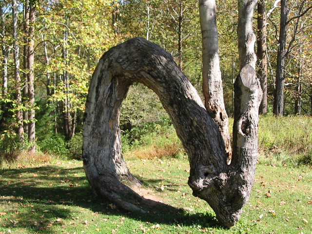 BC's Wildlife: The Arch Tree of Forty Maples Picnic Area