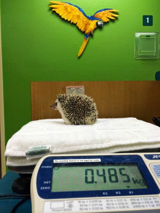 What It Looks Like When Hedgehogs Get Anesthesia (10 Pics) | Women System