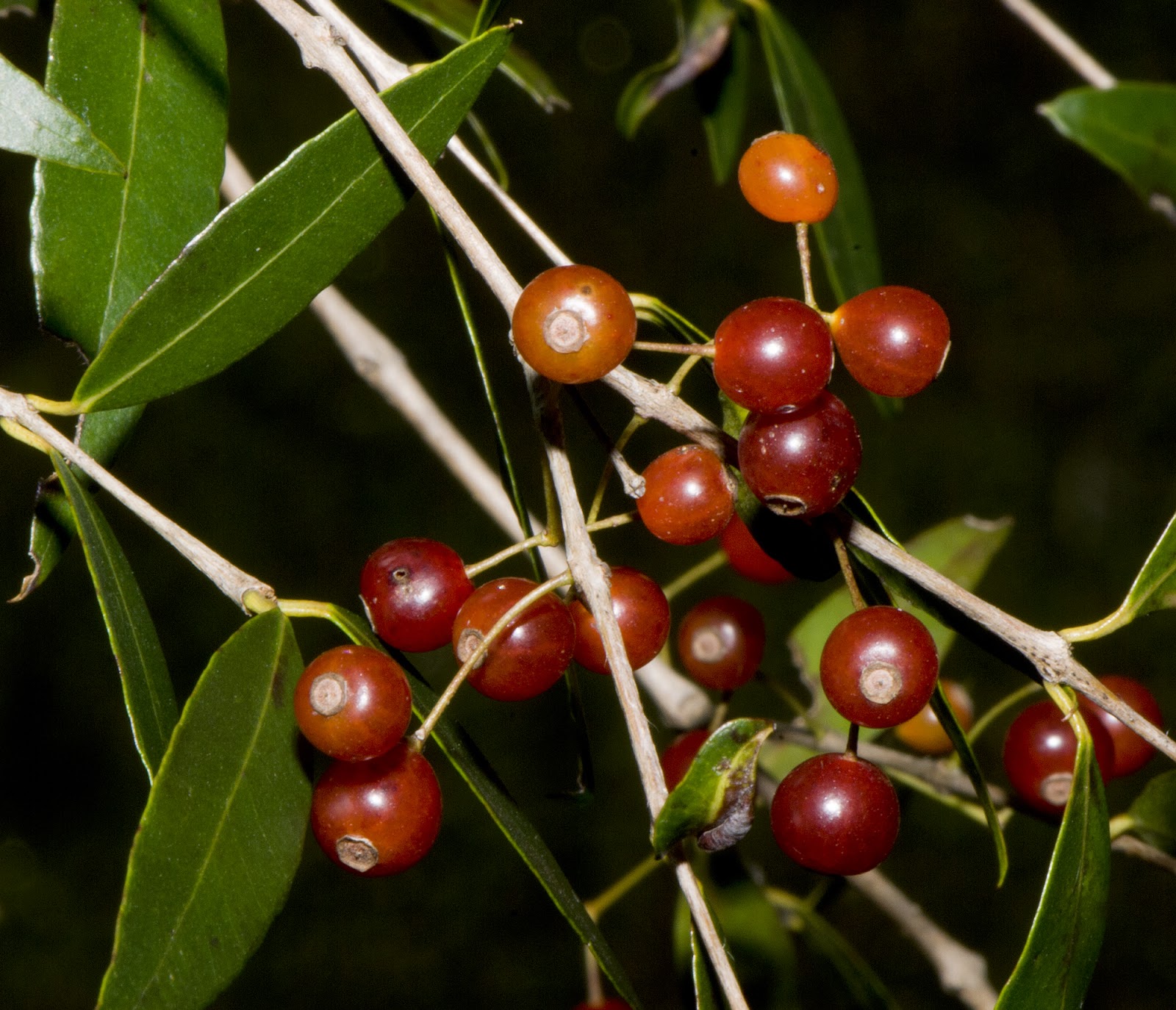 FOTOGRAFIAS DE LA FLORA AUTOCTONA DEL URUGUAY: ARRAYAN