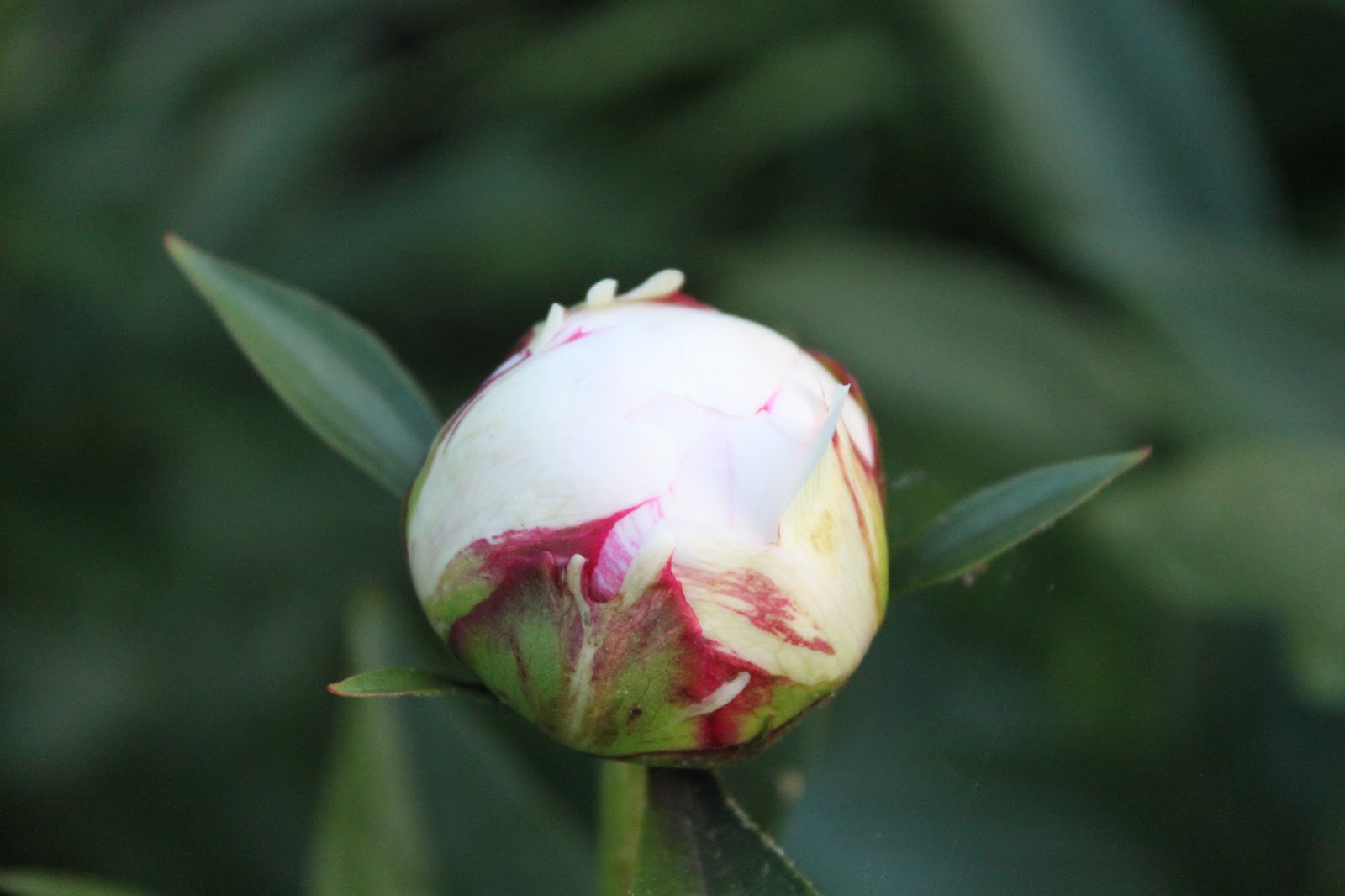 Pat's Addition: Peony Patch Glory
