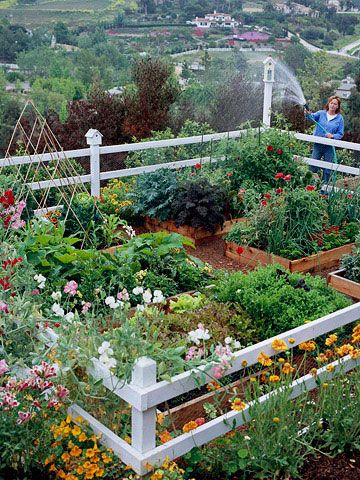 Veggie Gardens - Pinterest Gardening