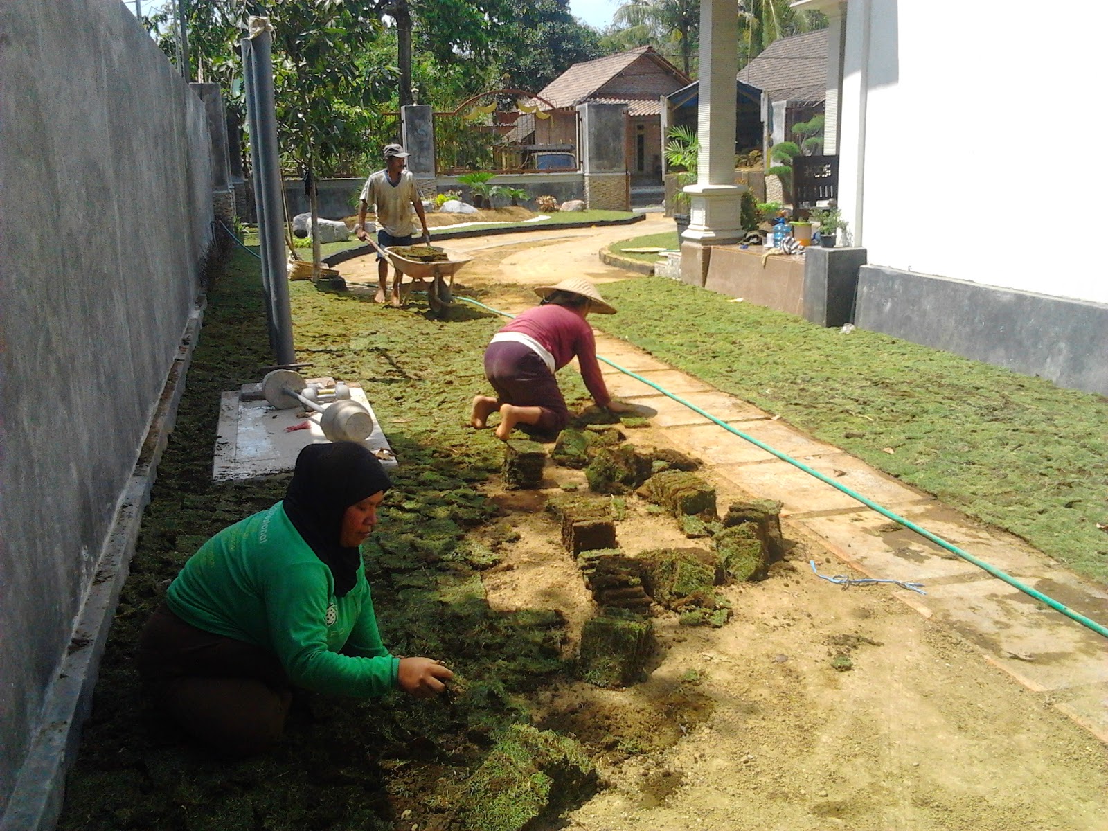 MENANAM RUMPUT SWISS MUDAH APRIL TAHUN 2022 ~ JUAL RUMPUT TAMAN DAN ...