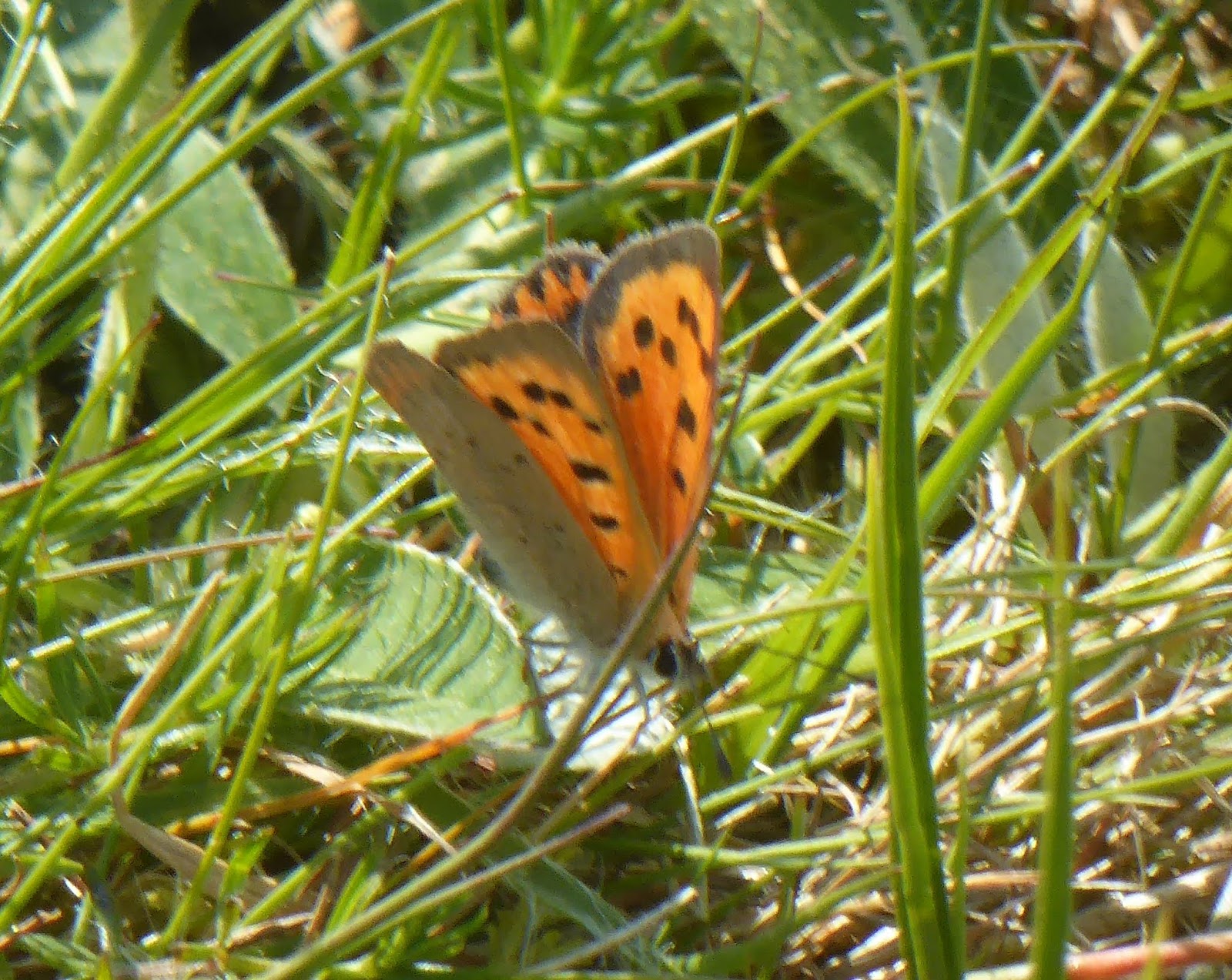 Wild and Wonderful: Small Butterflies at Sutton Hoo (and a Holly Blue ...
