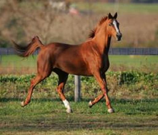 Banamine (Flunixin Meglumine) supple for joints - Equine Joint Supplements