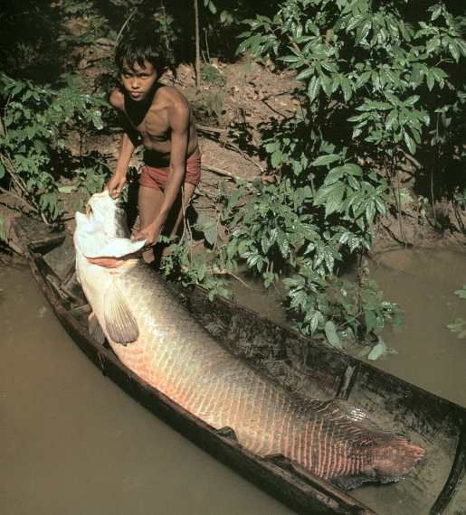 ปลาช่อนอเมซอน Arapaima | สัตว์ต่างถิ่นในดินแดนไทย