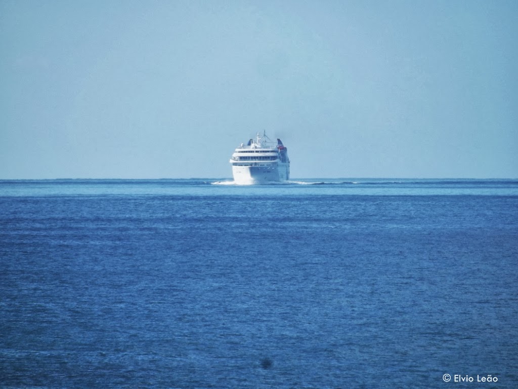 O Mar do Porto Santo: Lobo Marinho chegando ao porto Santo