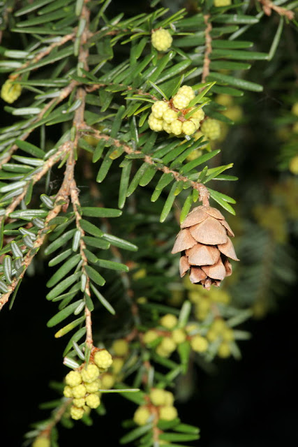 Adirondack Naturalist: Eastern Hemlocks