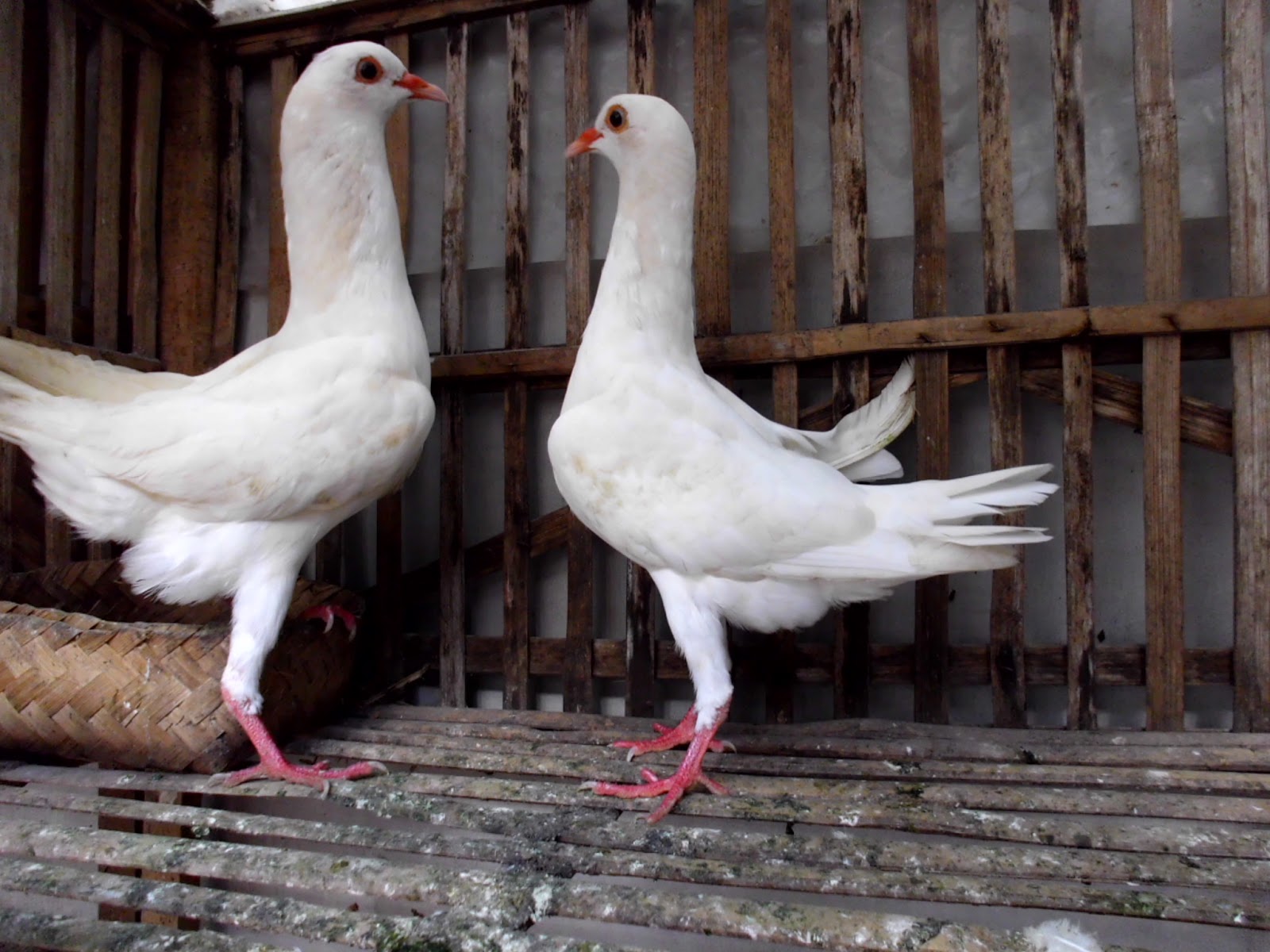 Burung Merpati Putih Hias Palomas: Imágenes Animadas, Gifs Y ...