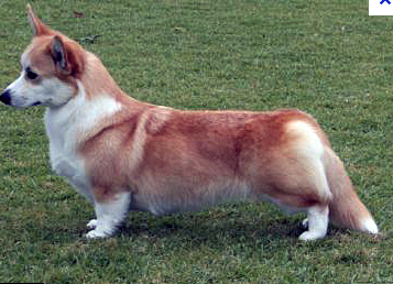 I work at a convenience store where we give treats to dogs who come in ...