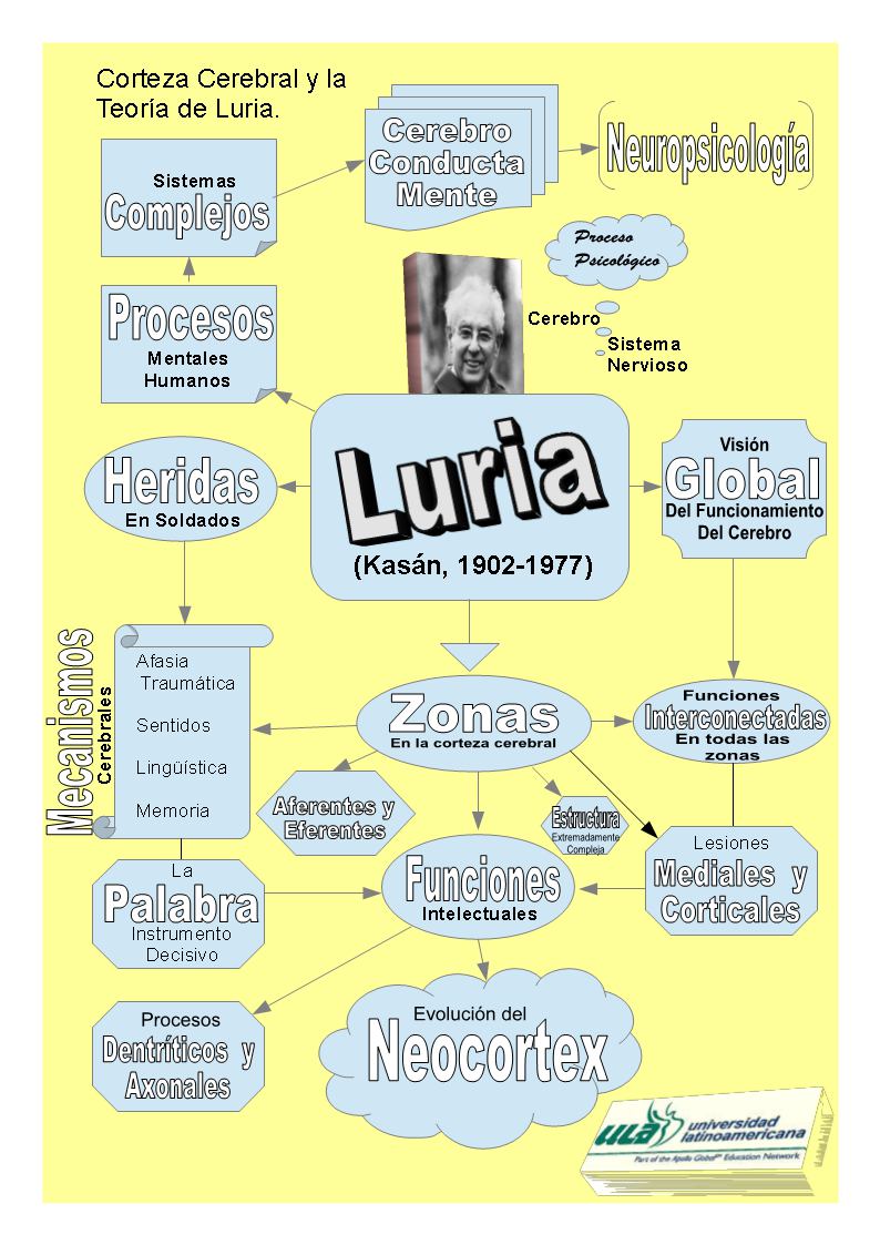 La Teoría de Luria y la Corteza Cerebral.