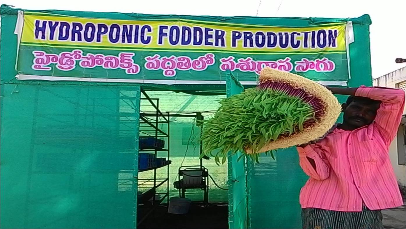 Low cost hydroponic fodder production for sustainable dairy farming