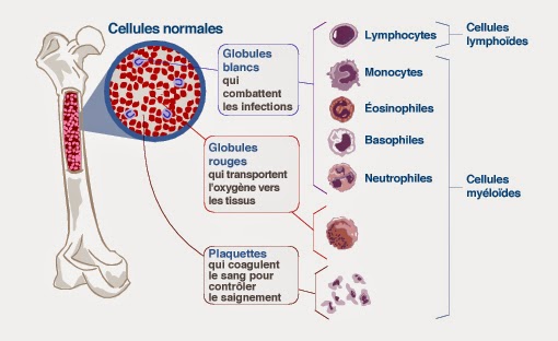 Le sang | Récap' IDE