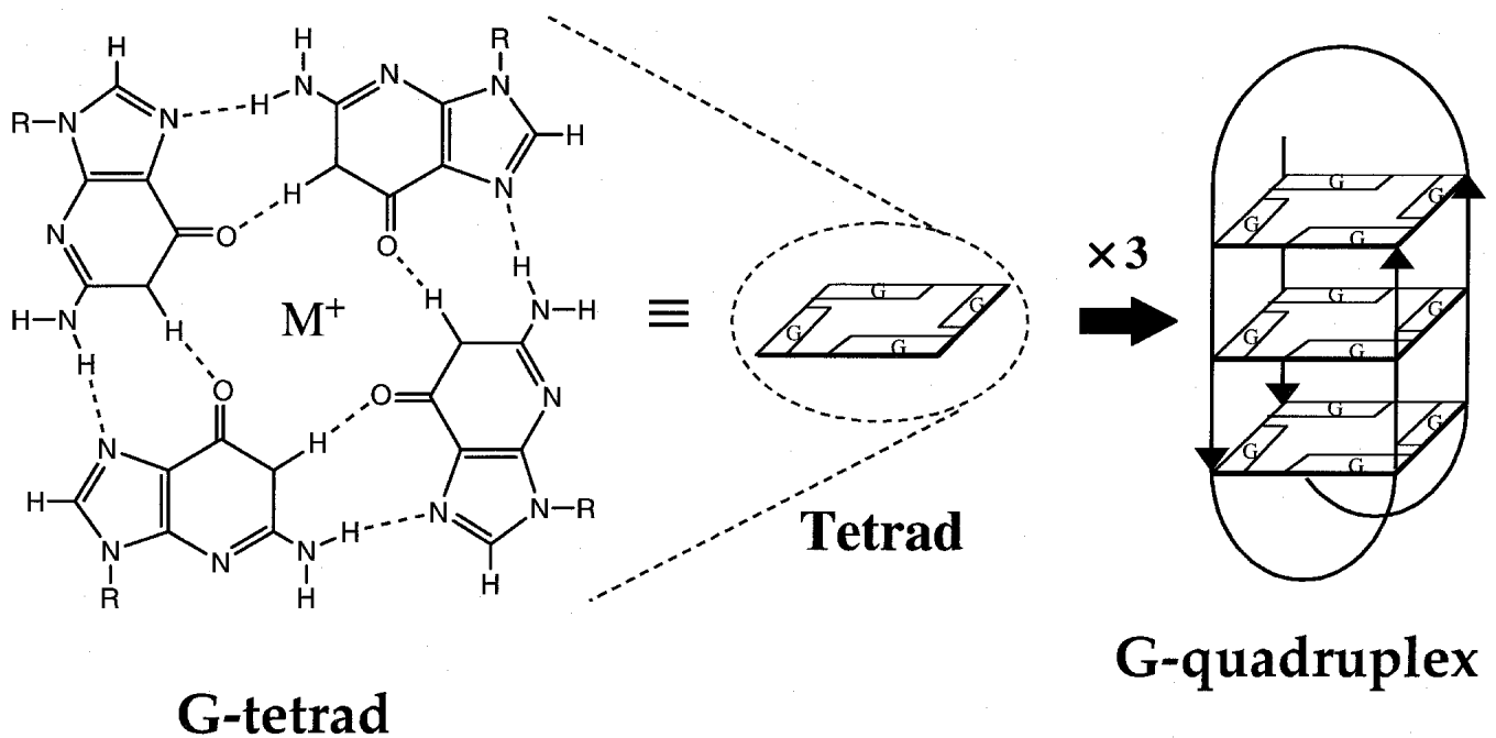 Biodiversity Science: Four-stranded DNA
