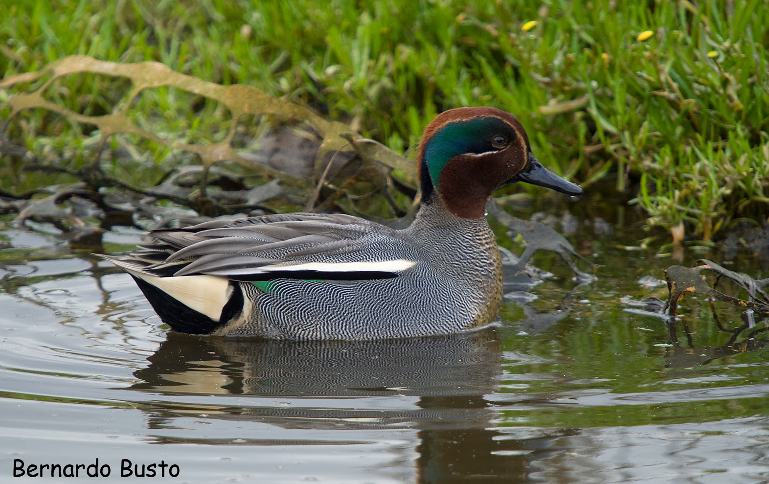 RÍA DE LA VILLA: enero 2014