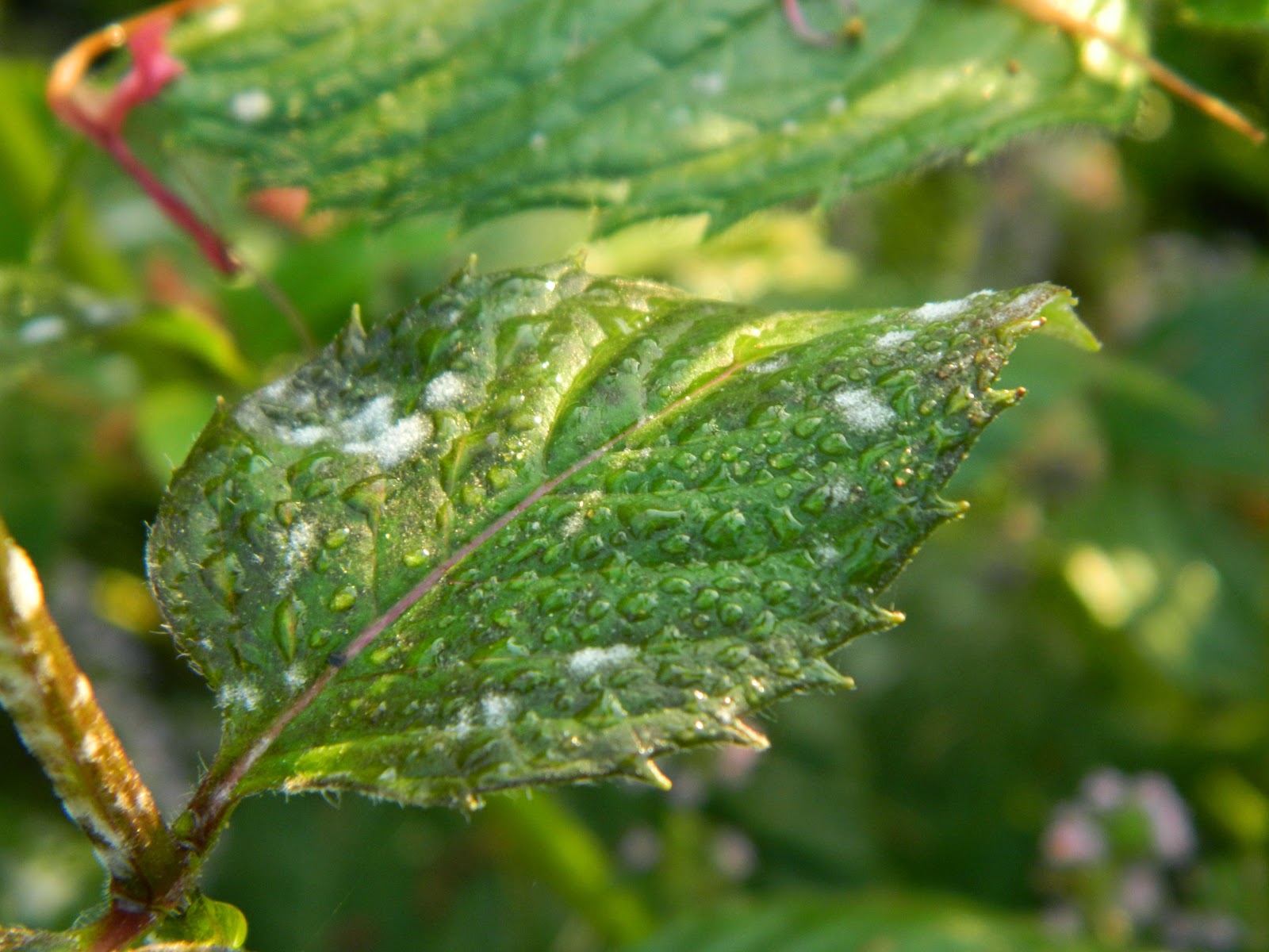 Pam's English Cottage Garden: Oh, No! There's Powdery Mildew on My Plants!