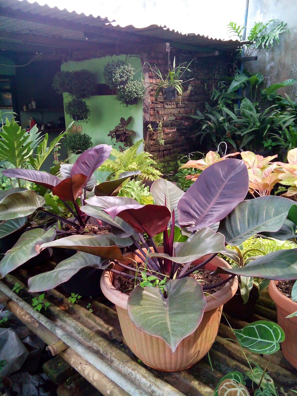 Philo Katak, Philo Black Cardinal, Philo Emerald - Education Articles