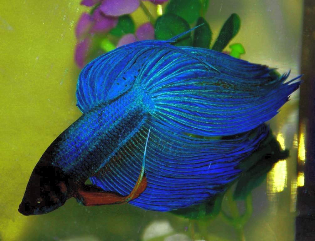 Flash sul mondo ... di tutto, di più: Betta Splendens, il pesce combattente