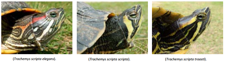 Conservación de la fauna fluvial: Trachemys scripta elegans