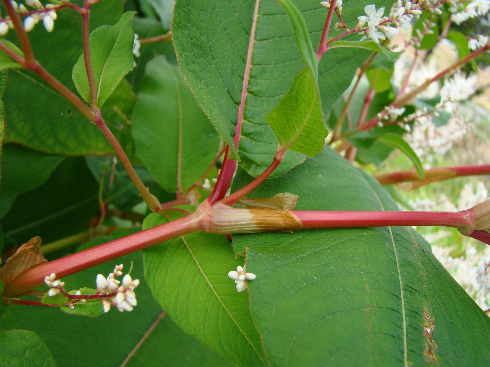 Leaves of Plants: Polygonum cuspidatum