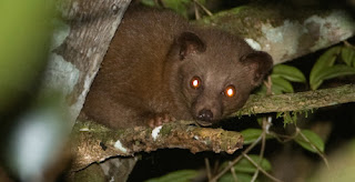 Miscellanea: Golden Palm Civet